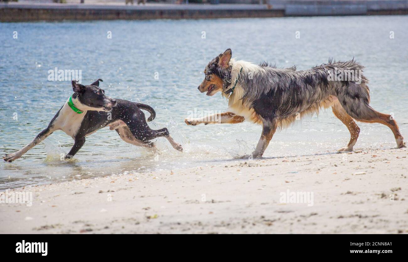 Two dogs running hi-res stock photography and images - Alamy