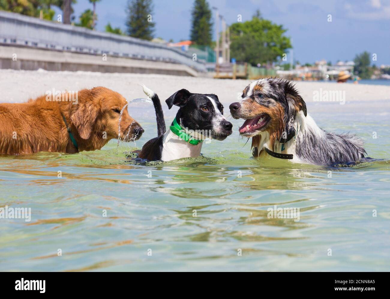 Three dogs playing in ocean, Florida, USA Stock Photo - Alamy