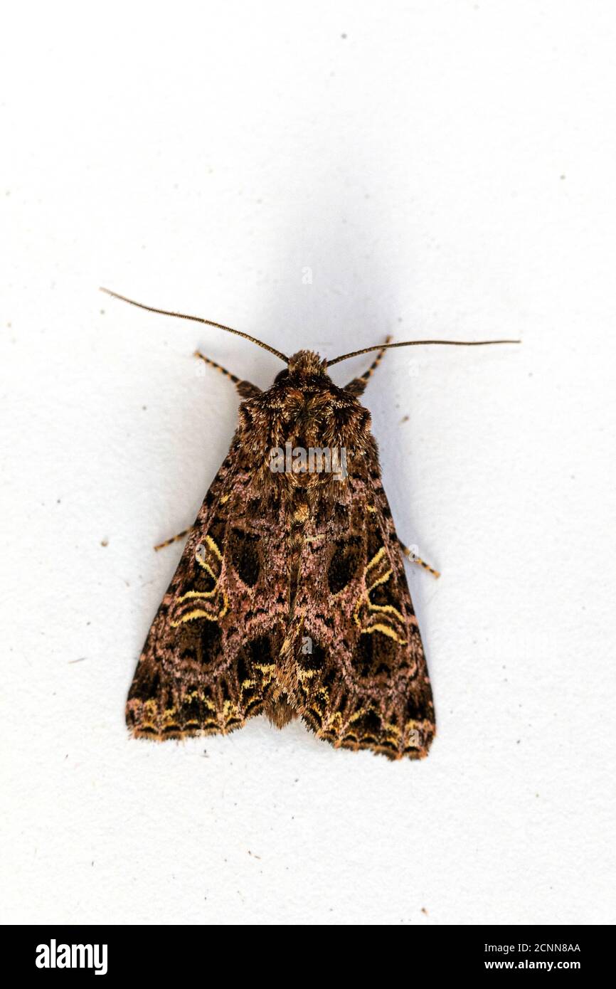 Campion Moth (Sideridis rivularis Stock Photo - Alamy