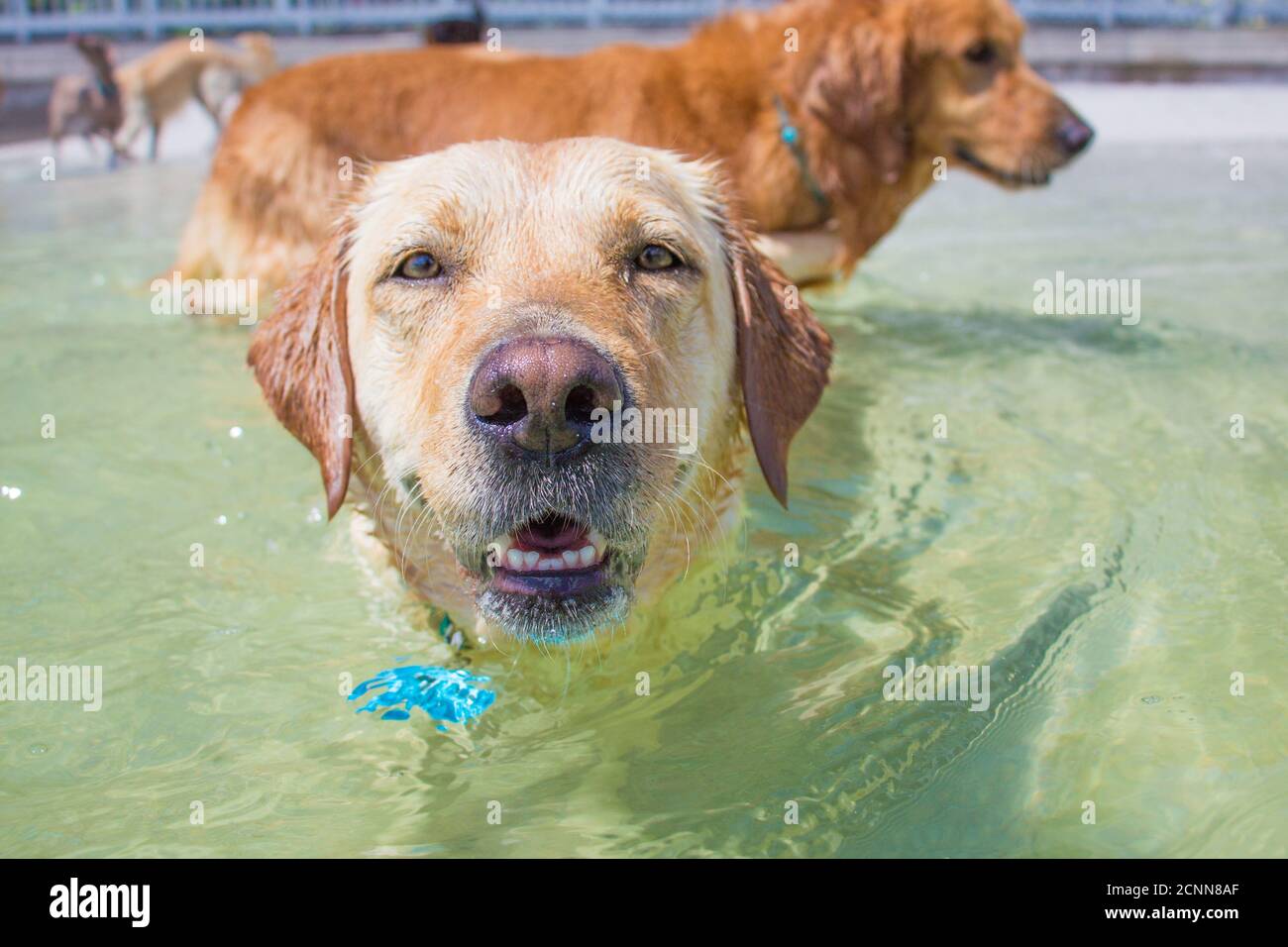 Portrait of a labrador in ocean with other dogs, Florida, USA Stock ...