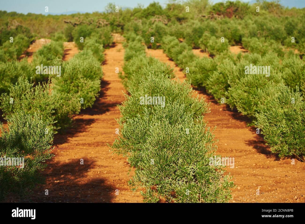 Olive tree (Olea europaea), landscape, Tarragona Province, Catalonia ...