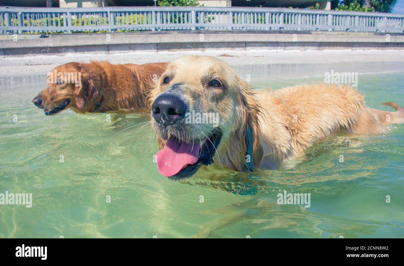 Two dogs swimming in ocean, Florida, USA Stock Photo - Alamy