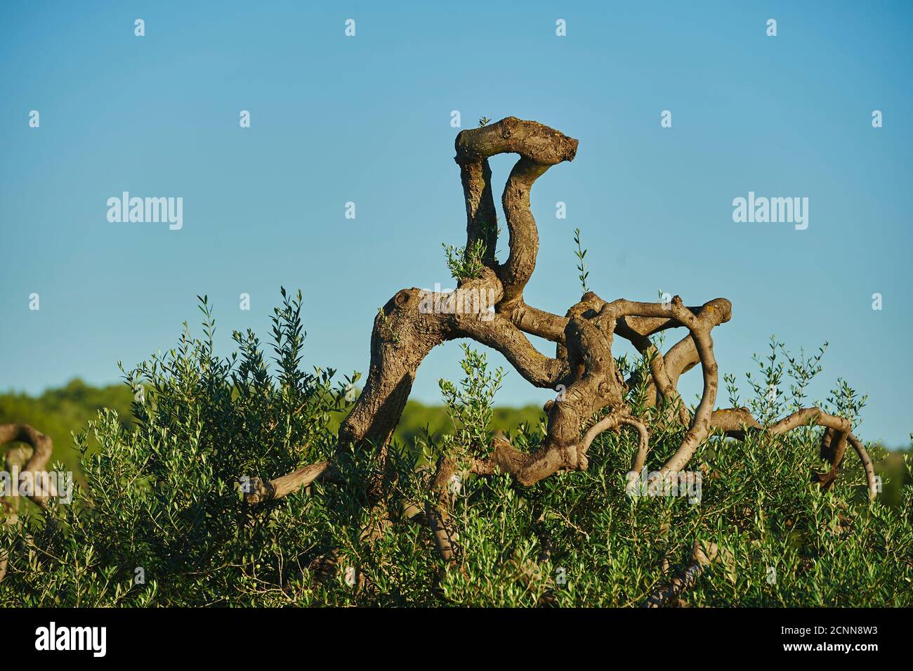 Olive tree (Olea europaea), landscape, Tarragona Province, Catalonia ...