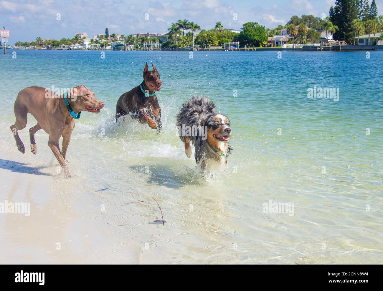 Three people walking dogs hi-res stock photography and images - Alamy