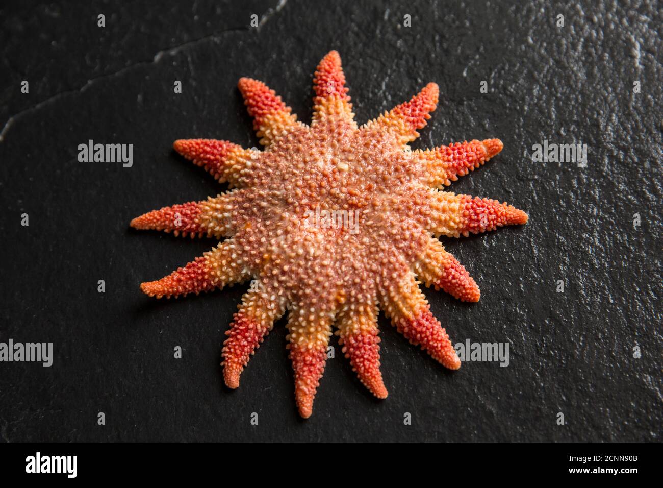 A common sunstar, Crossaster papposus, photographed on a dark slate ...