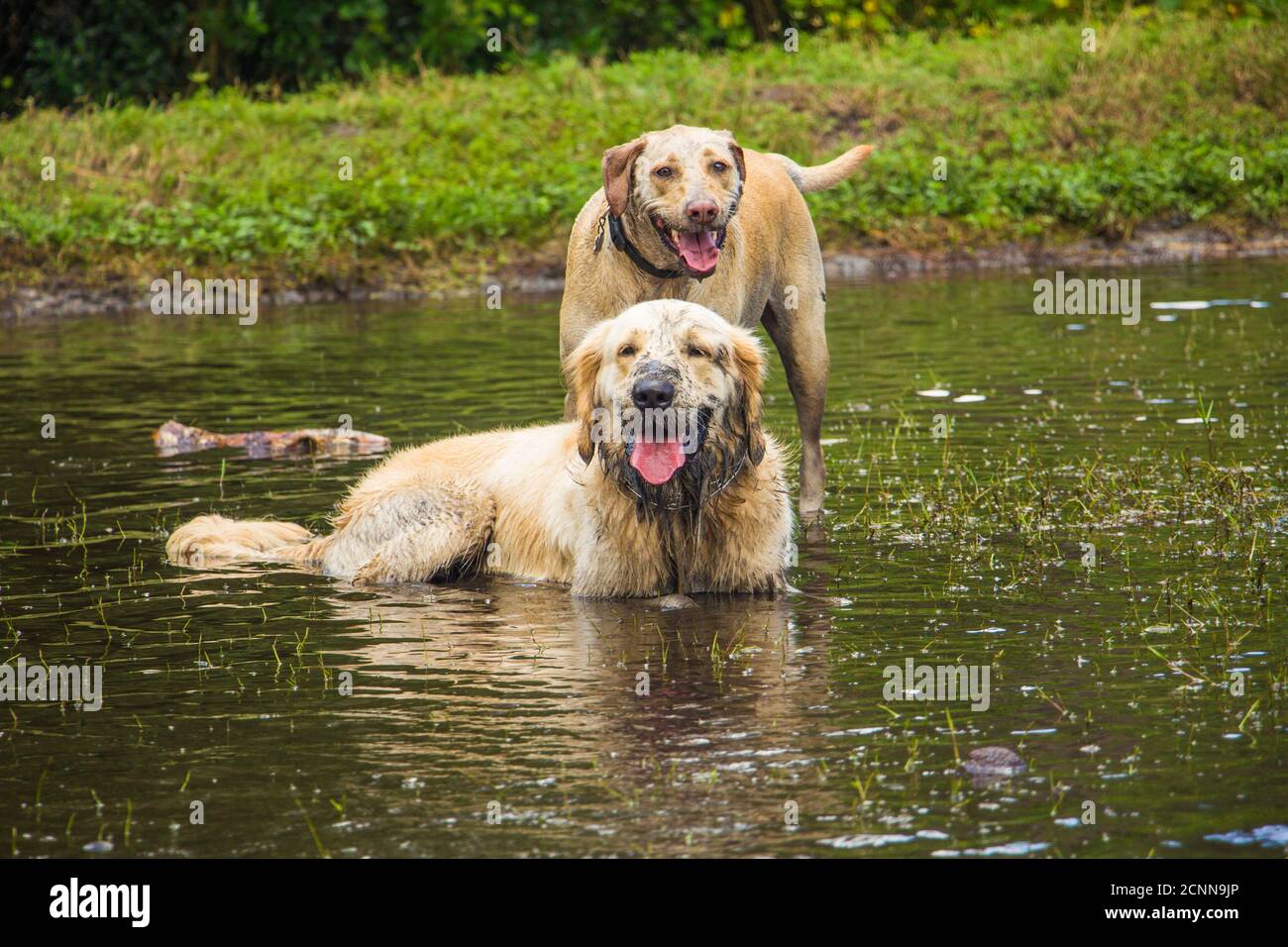 Dirty wet dog in mud hi-res stock photography and images - Alamy