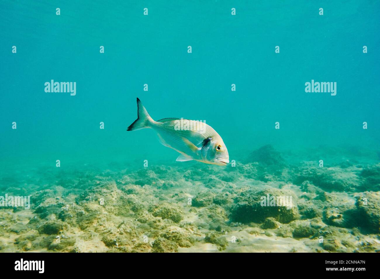 Sea bream (Sparus aurata), sea, underwater, sideways, swimming Stock ...