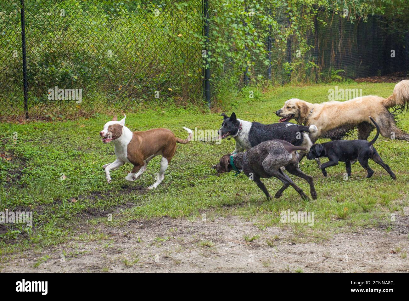 Group of dogs playing in a dog park, Florida, USA Stock Photo - Alamy