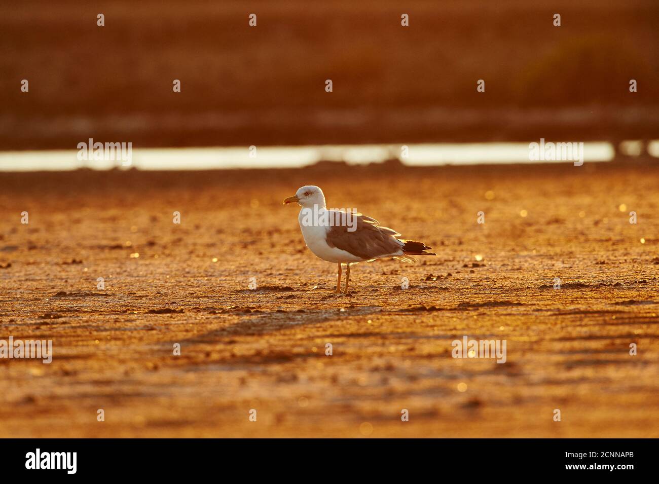 Mediterranean seagull (Larus michahellis), sideways, standing, sunrise ...