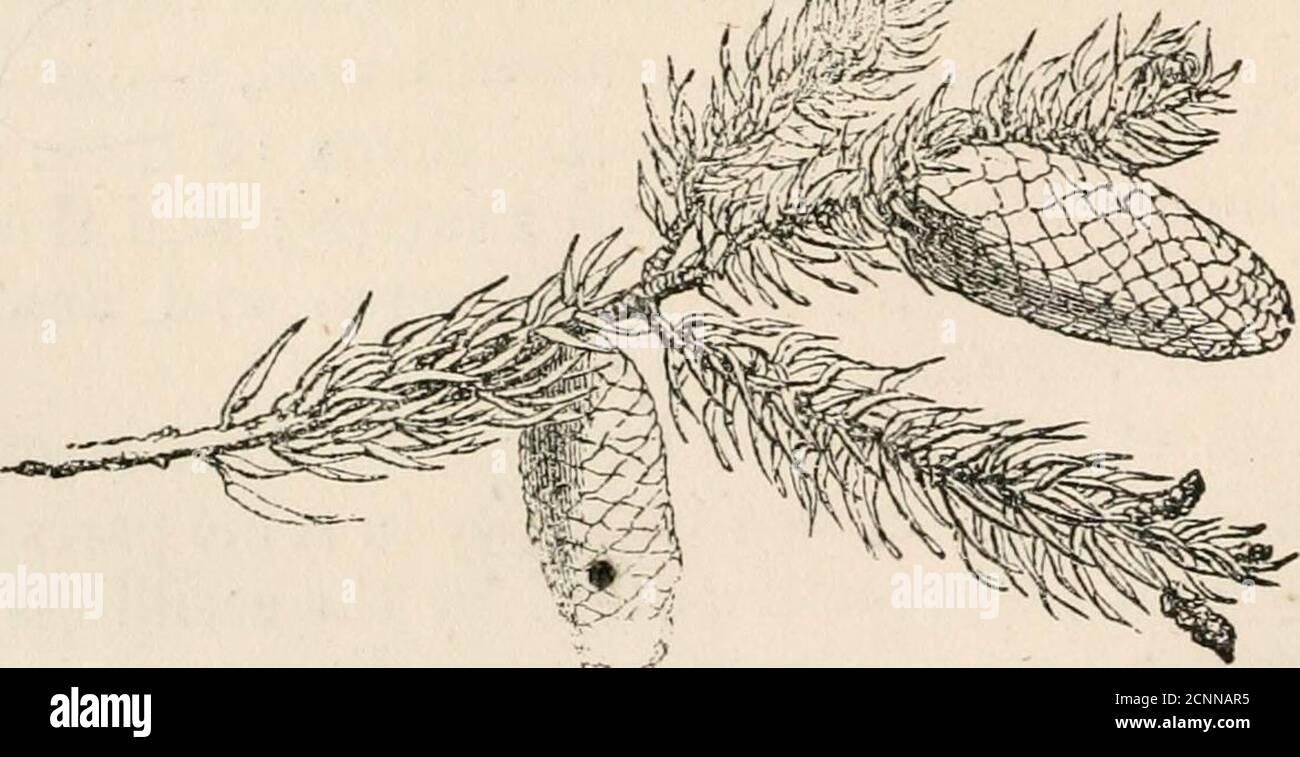 . Finikin and his gold pippin. An original tale . growth, or the ...