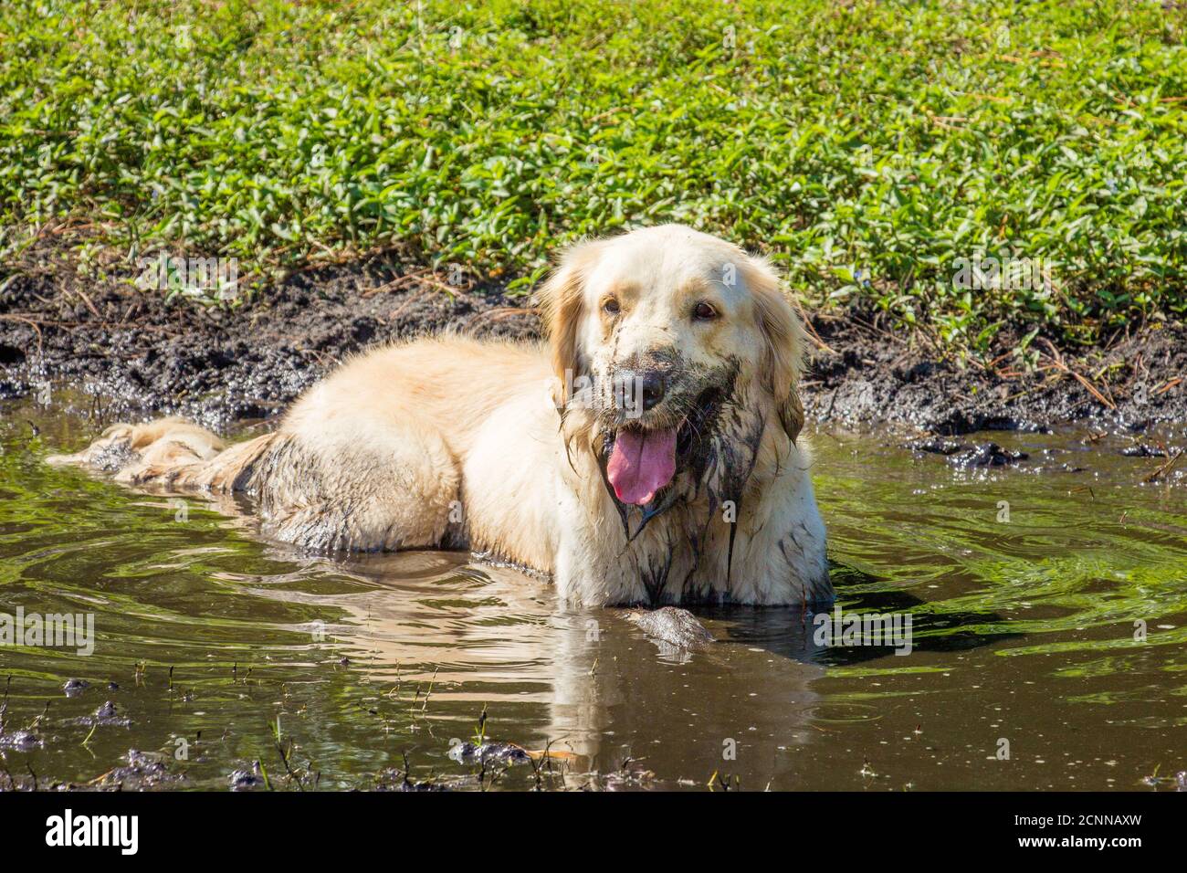 Dog in mud puddle hi-res stock photography and images - Alamy