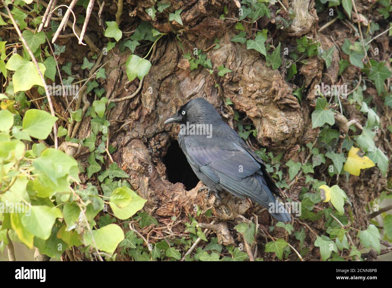Jacdaw nest hi-res stock photography and images - Alamy