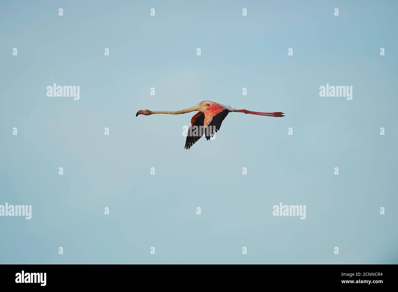 Flying greater flamingoes hi-res stock photography and images - Alamy
