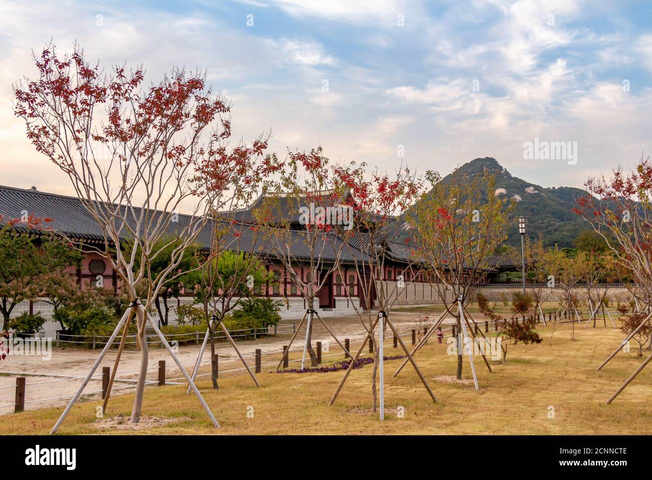Trees in autumn colours in the grounds of Gyeongbokgung Palace, with ...