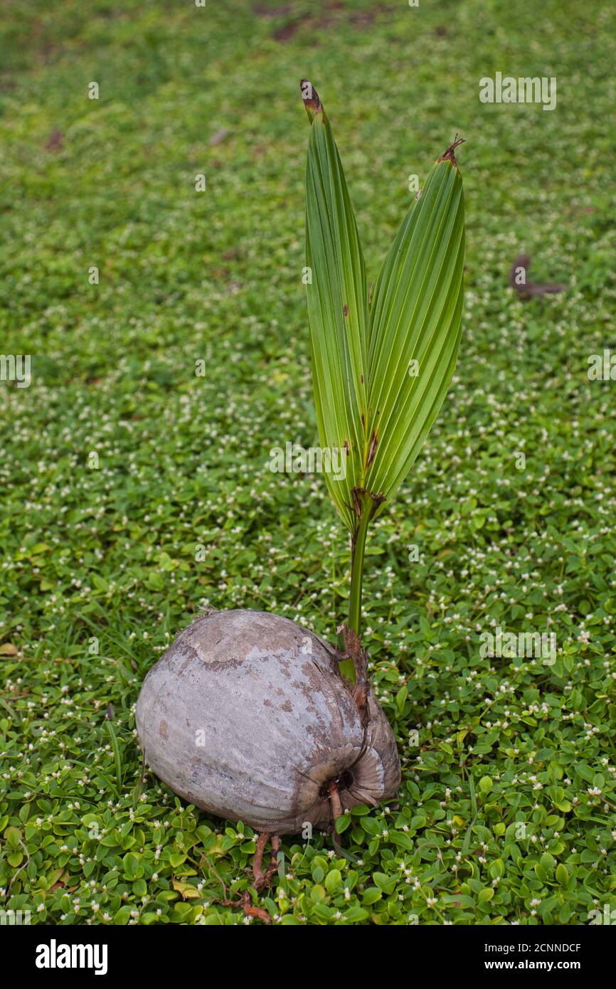 Baby Coconut Palm Tree Baby Coconut Palm Tree Stock Photo Download