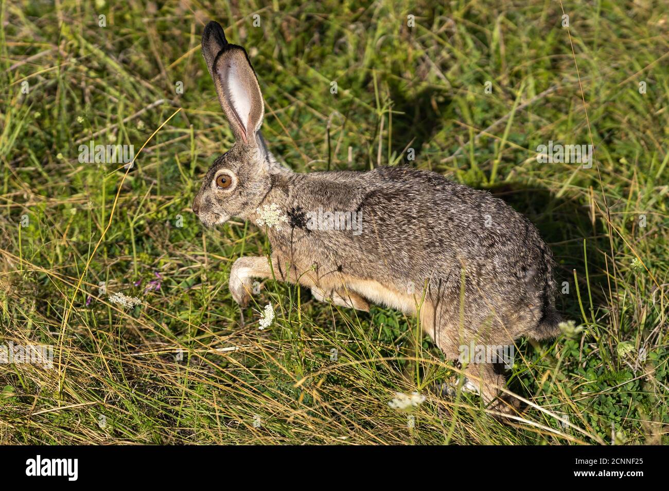 Cute bunny jumping hi-res stock photography and images - Alamy