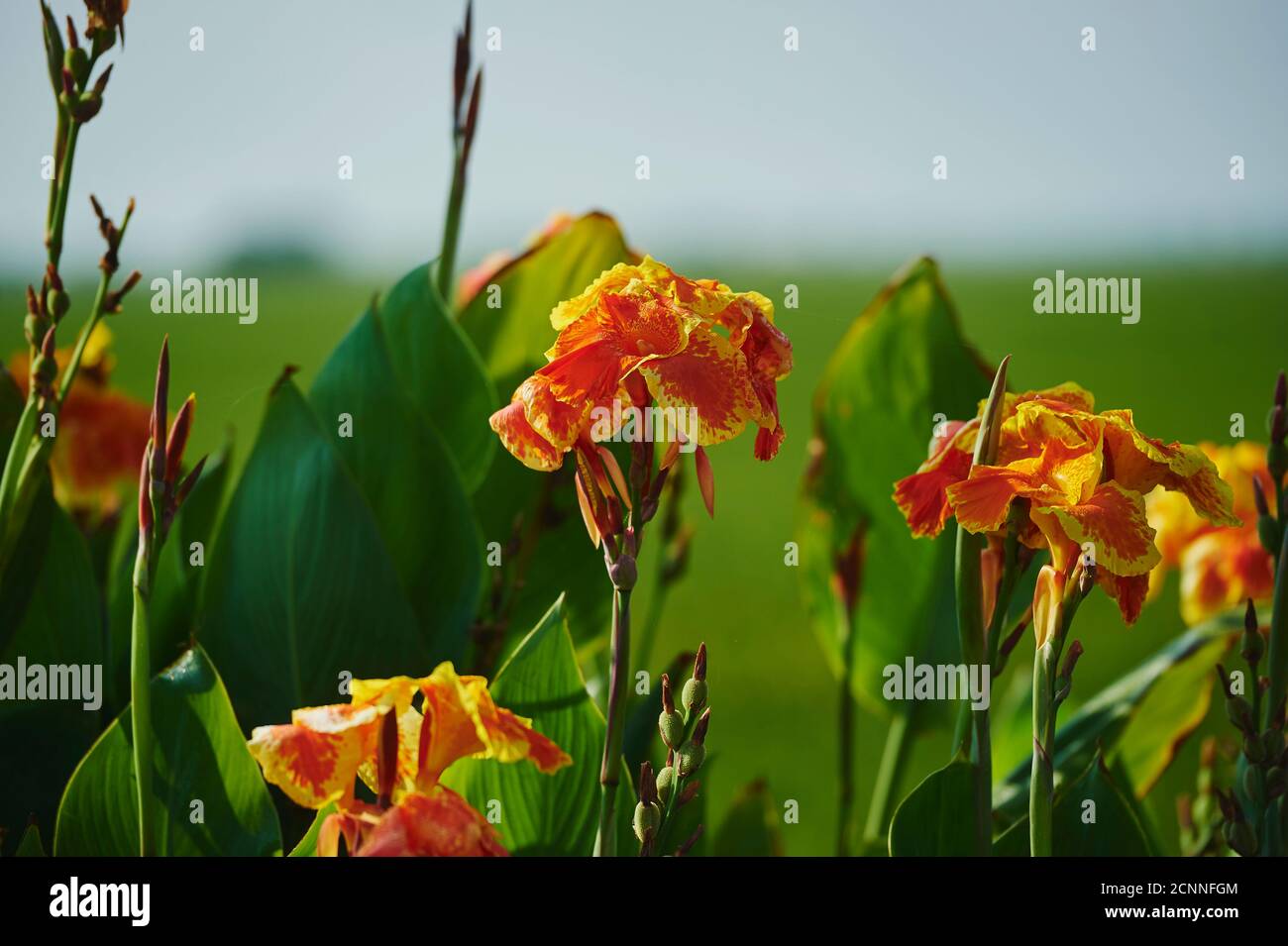 Indian cane field hi-res stock photography and images - Alamy