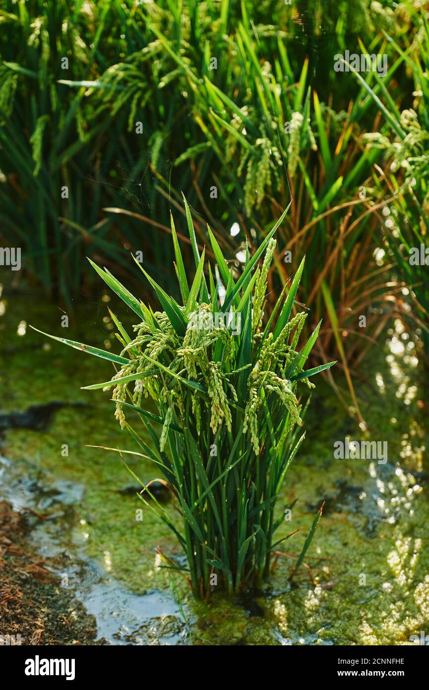 Rice plants (Oryza sativa), Ebro Delta, Catalonia, Spain, Europe Stock ...