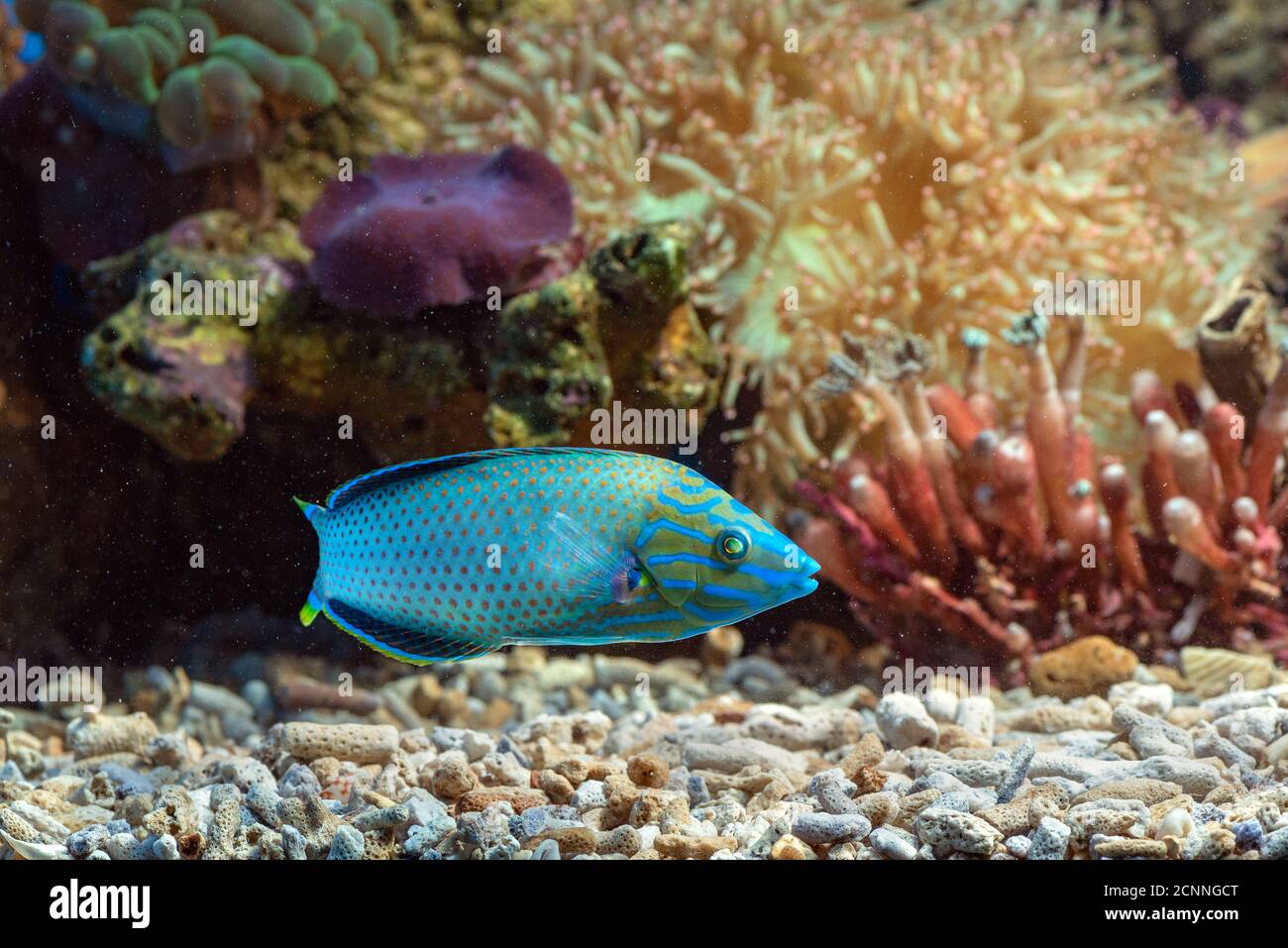 Two tropical hi-res stock photography and images - Alamy