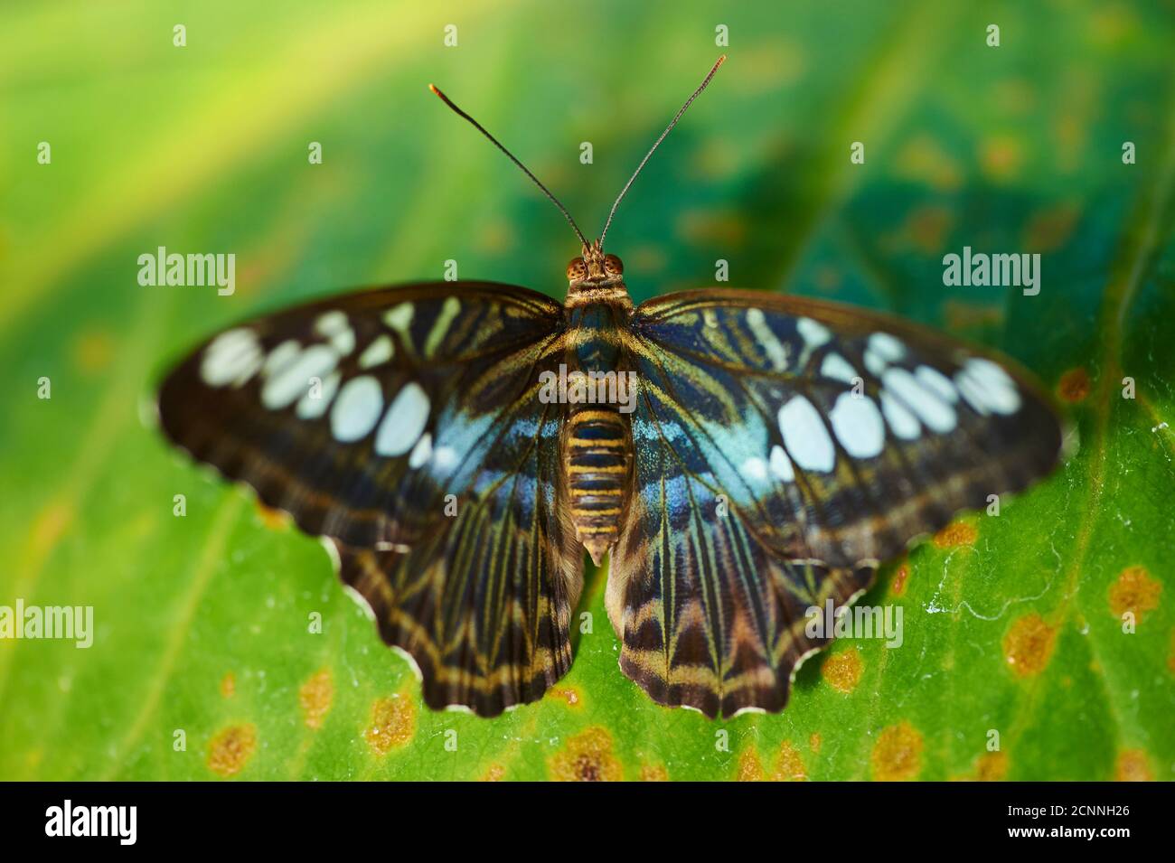 Brown sailing butterfly (Parthenos sylvia), leaf, sitting, rear view ...