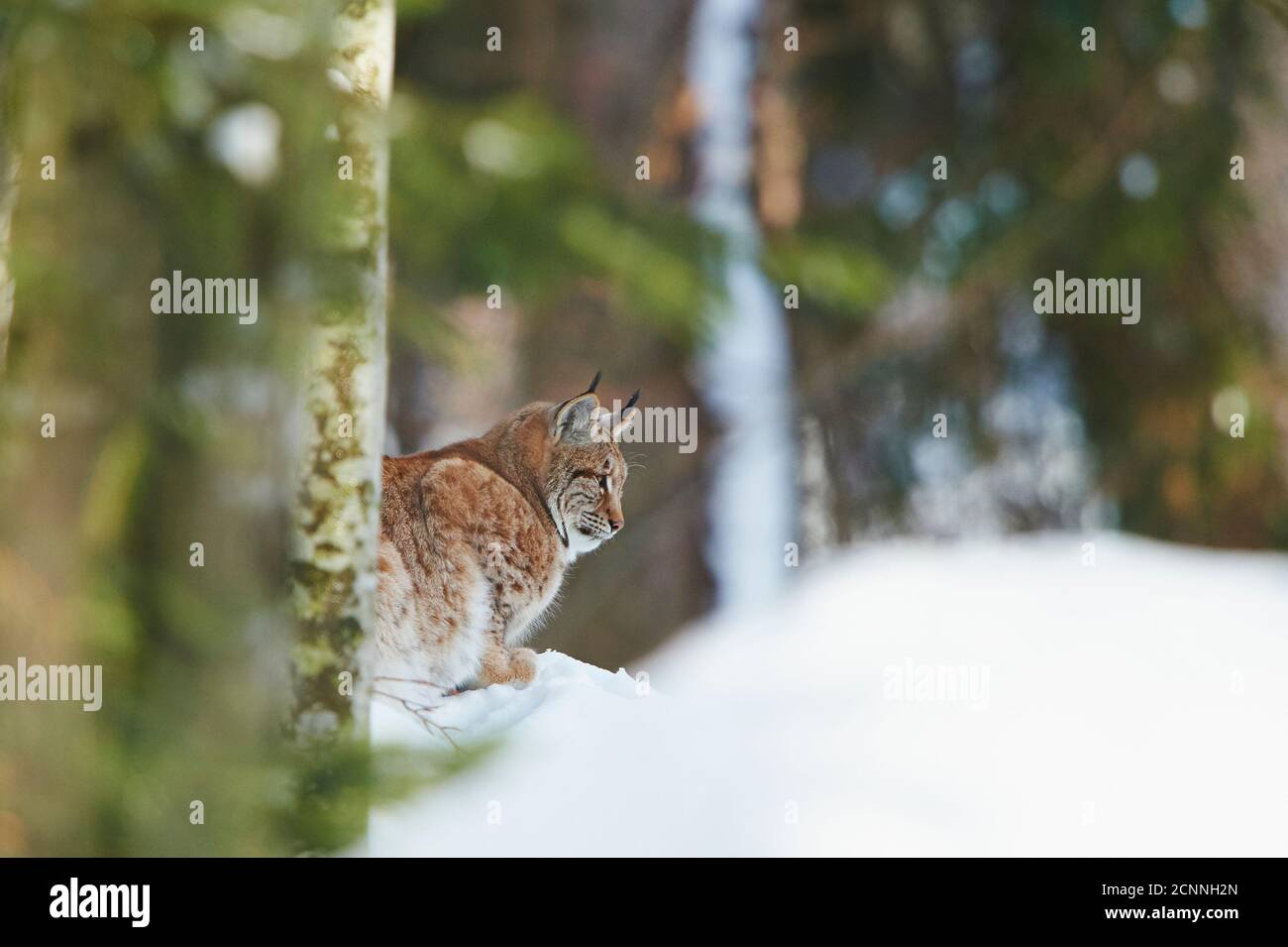 Eurasian lynx (Lynx lynx), forest, lying Stock Photo - Alamy