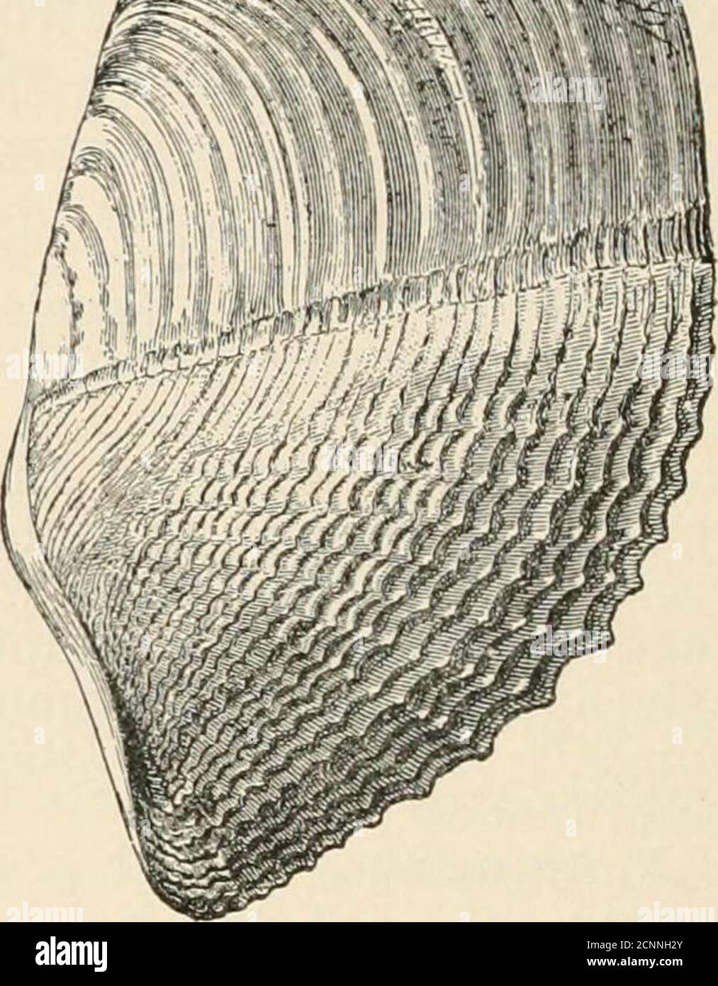 Teredo worm hi-res stock photography and images - Alamy