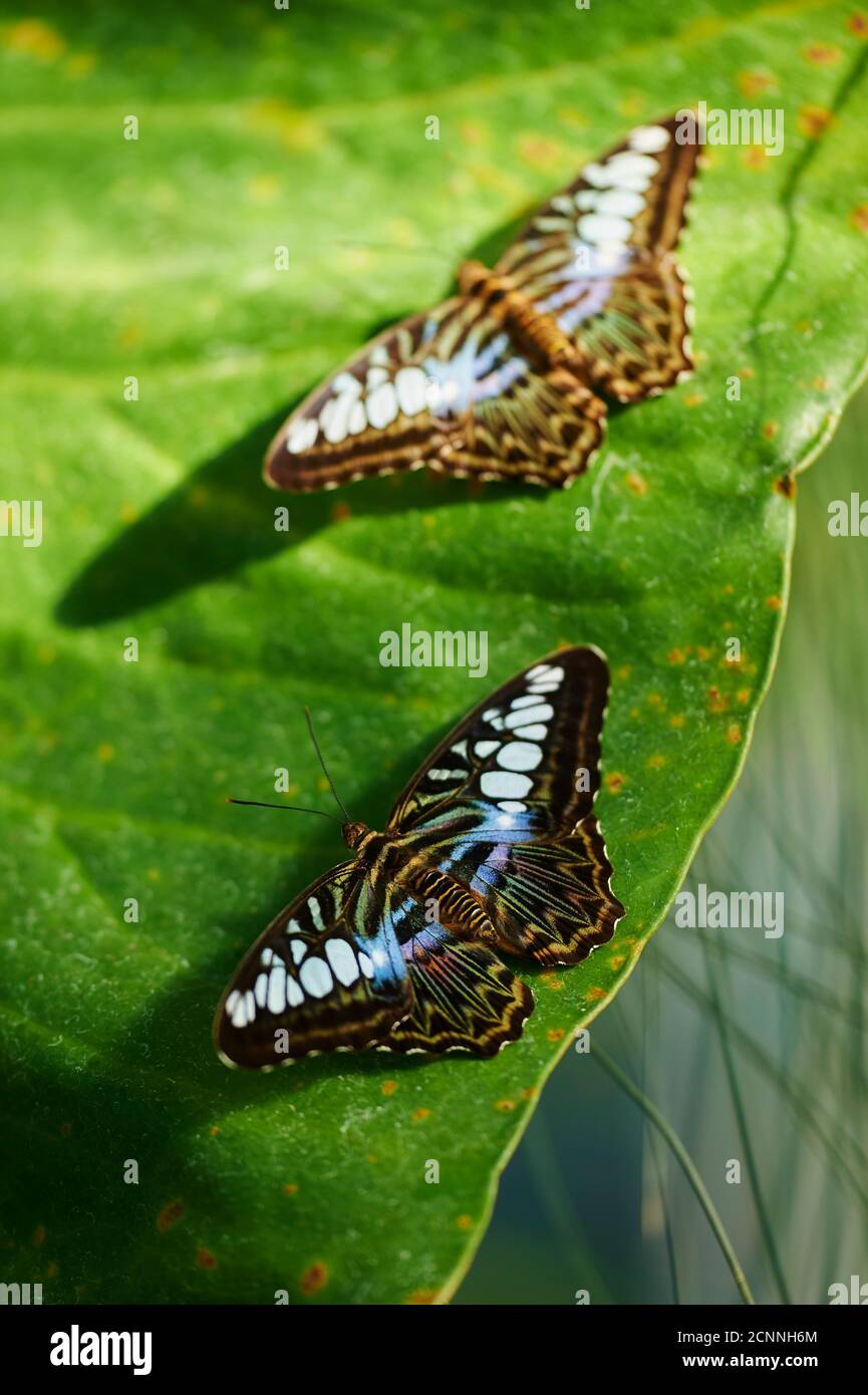 Brown sailing butterfly (Parthenos sylvia), leaf, sitting, rear view ...