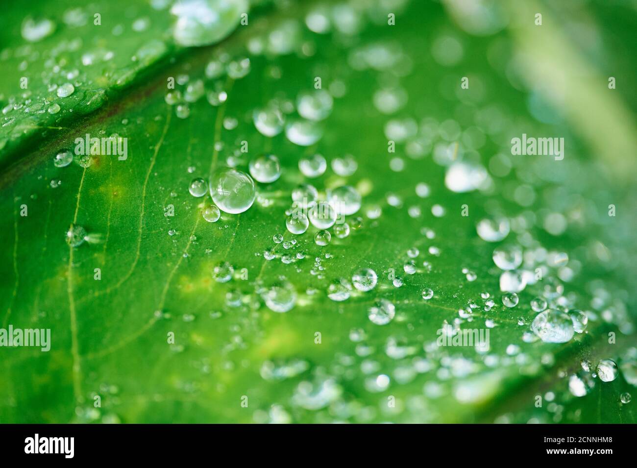 Rainforest leaf drip hi-res stock photography and images - Alamy