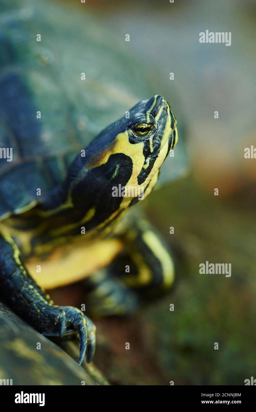 Red-eared slider turtle (Trachemys scripta elegans), animal portrait ...