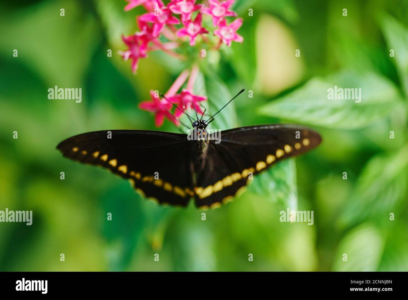 Great swallowtail (Papilio cresphontes), leaf, sitting, rear view Stock ...