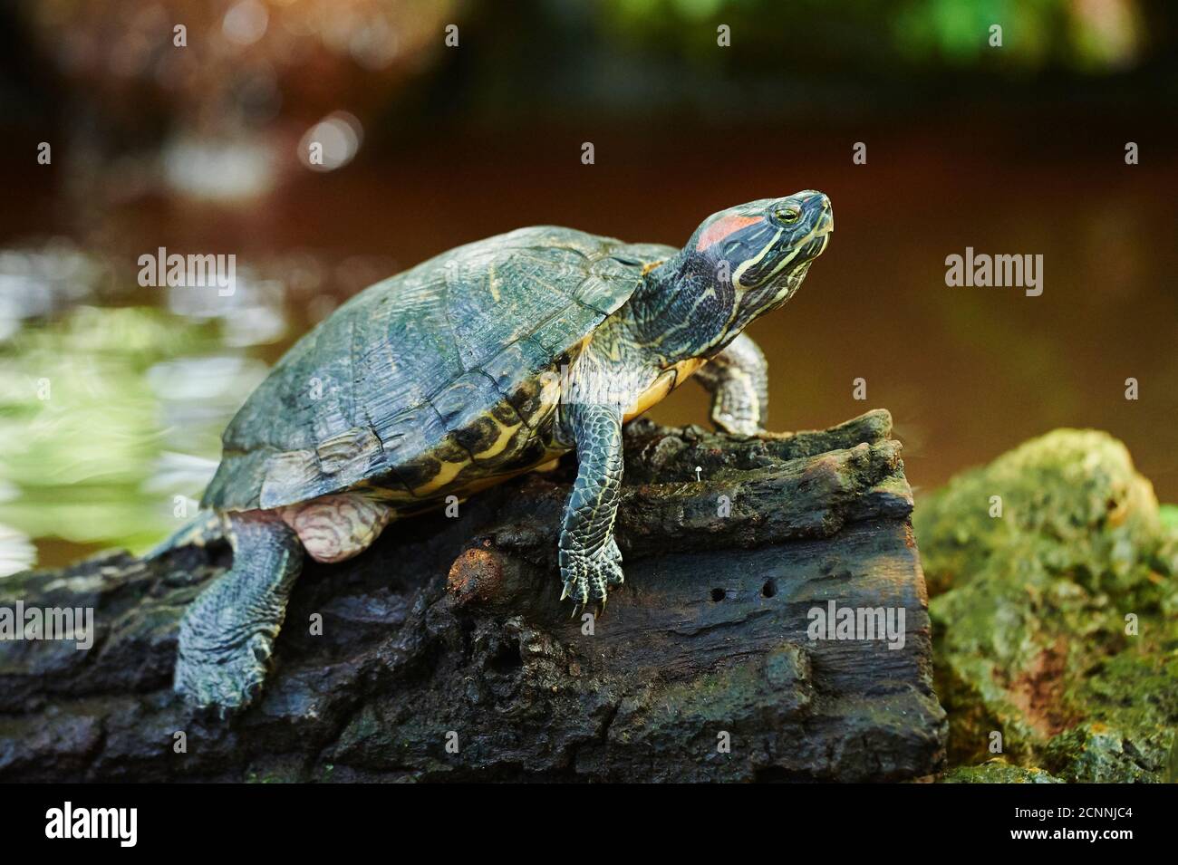 Red-eared slider turtle (Trachemys scripta elegans), sitting sideways ...