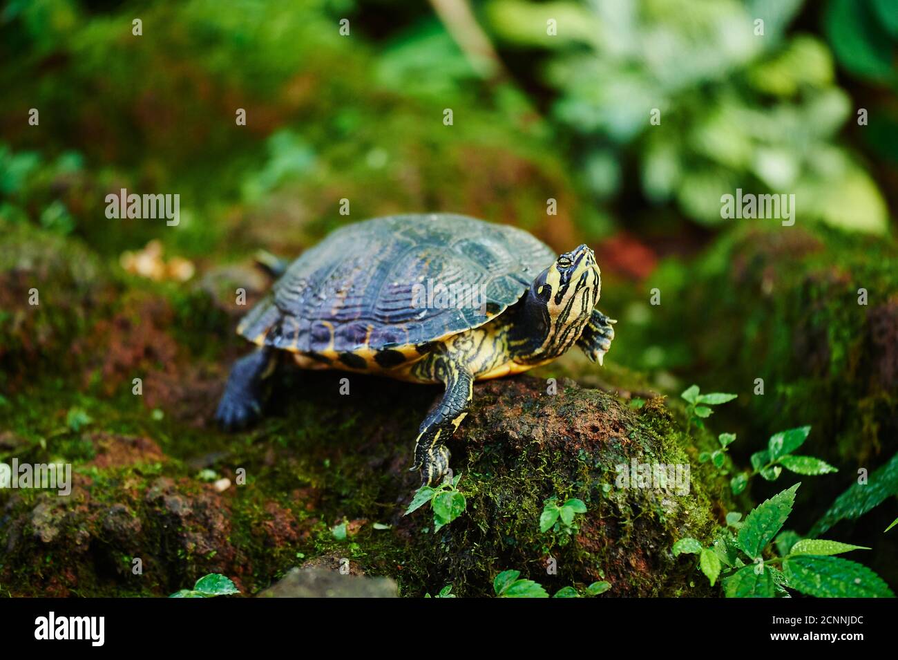 Red-eared slider turtle (Trachemys scripta elegans), sitting sideways ...