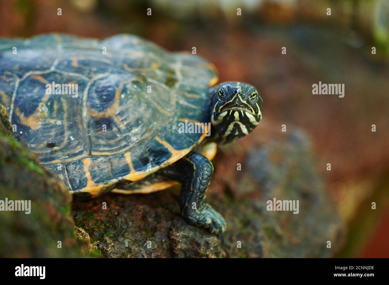 Red-eared slider turtle (Trachemys scripta elegans), sitting sideways ...
