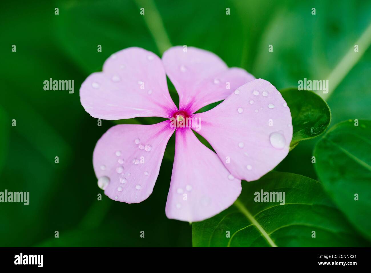 Pink Catharanthe (Catharanthus roseus), flower, close-up Stock Photo ...