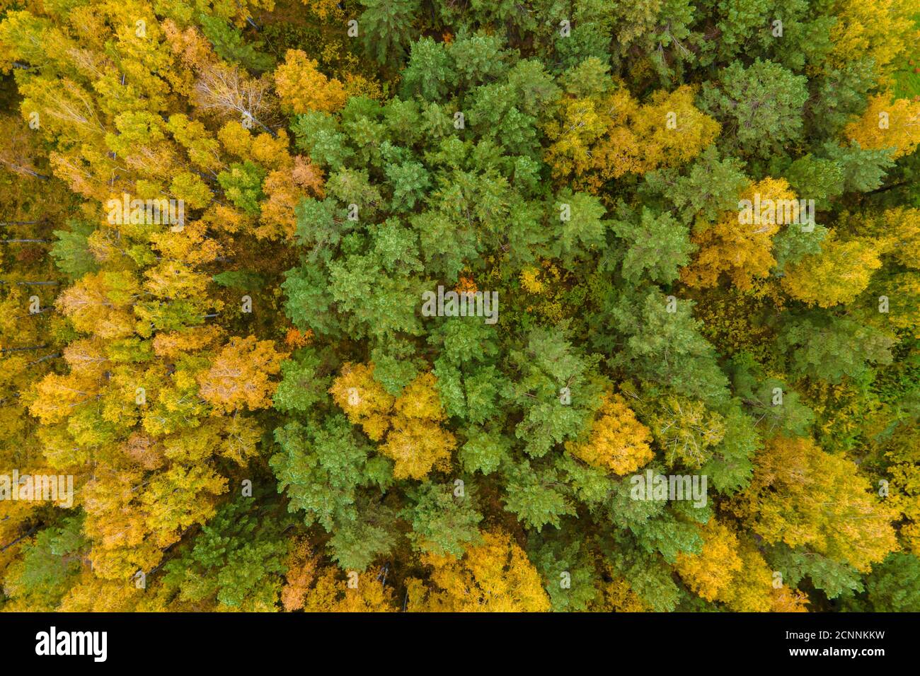 Top down autumn wood. Nature beautiful background. Aerial top view of ... Top down autumn wood. Nature beautiful background. Aerial top view of ...