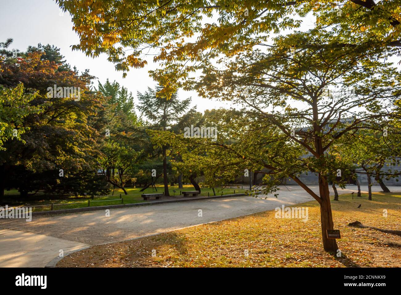A park in Seoul with trees in autumn colours, in the grounds of ...