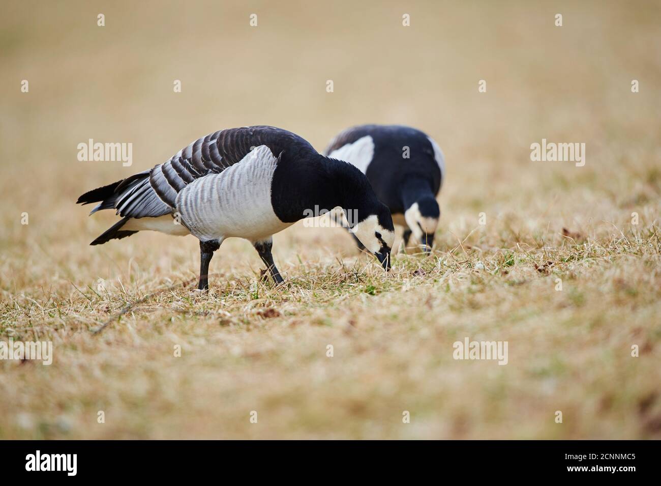 Barnacle Goose (Branta leucopsis), field, sideways, standing Stock ...