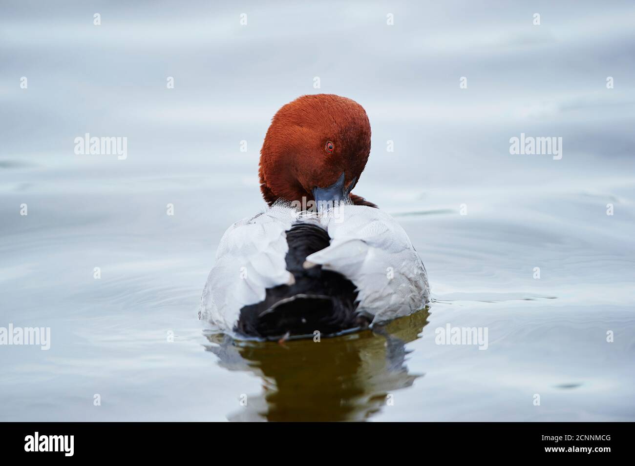 Red pochard (Netta rufina), drake, water, swim Stock Photo - Alamy