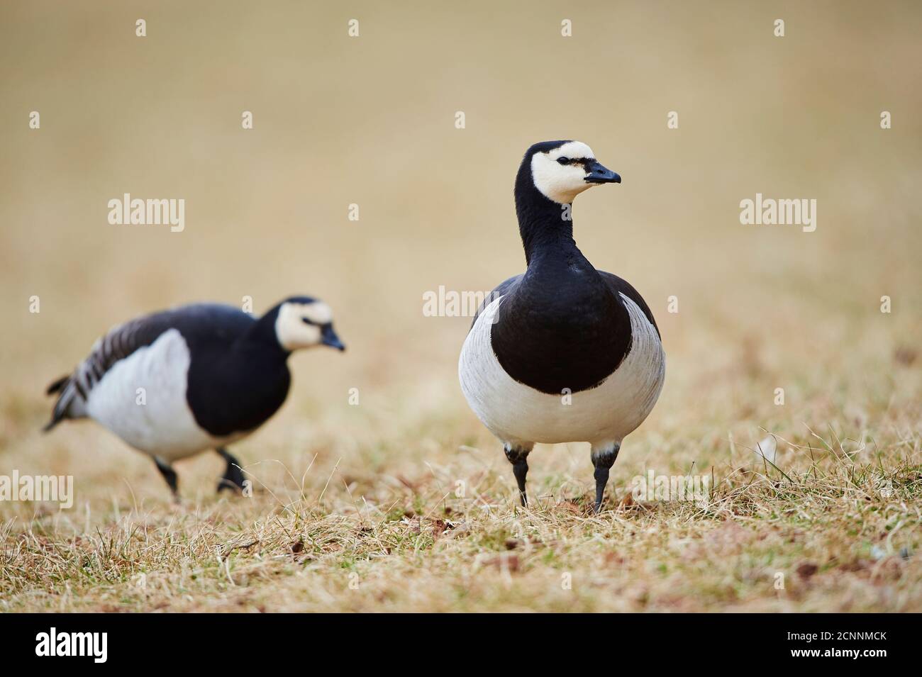 Barnacle Goose (Branta leucopsis), field, sideways, standing Stock ...