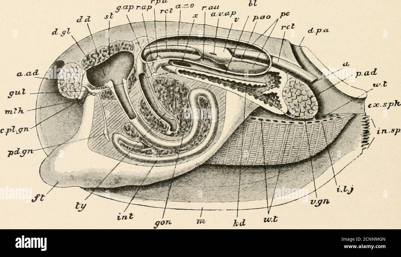 Exhalant siphon hi-res stock photography and images - Alamy