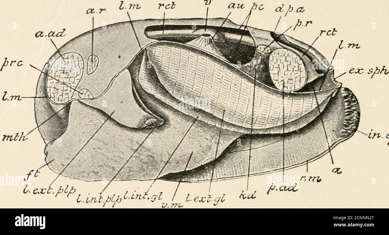 . The sea-beach at ebb-tide : a guide to the study of the seaweeds and ...