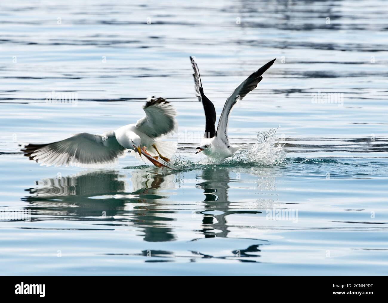 Two seagulls food hi-res stock photography and images - Alamy