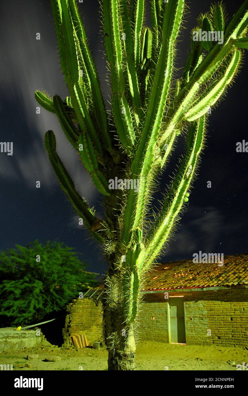 Caatinga ecosystem, the mandacaru cactus ( Cereus jamacaru ) is a plant ...