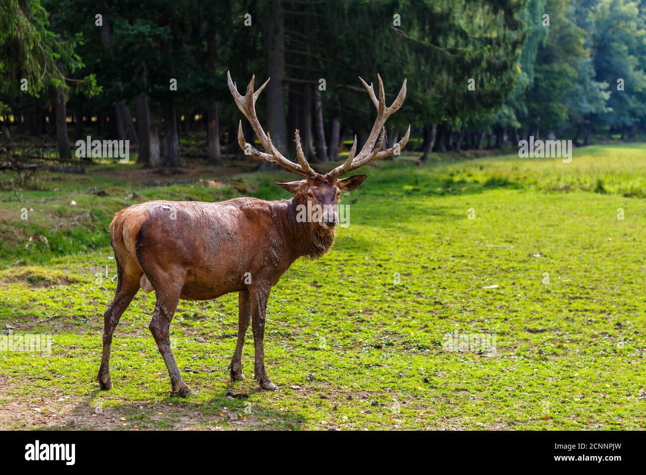 German forest deer hi-res stock photography and images - Alamy