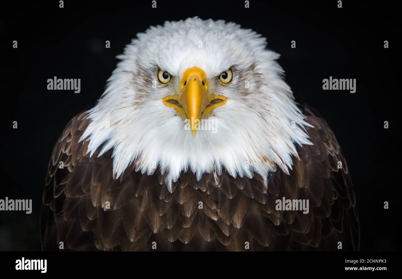 Portrait of a bald eagle, India Stock Photo - Alamy