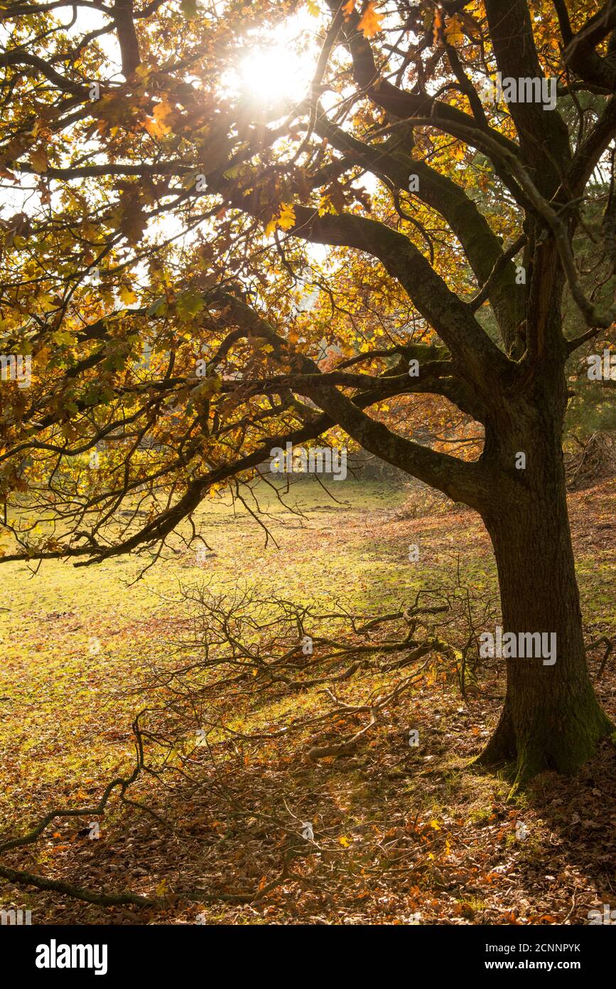 Fall autumn decay plants hi-res stock photography and images - Alamy