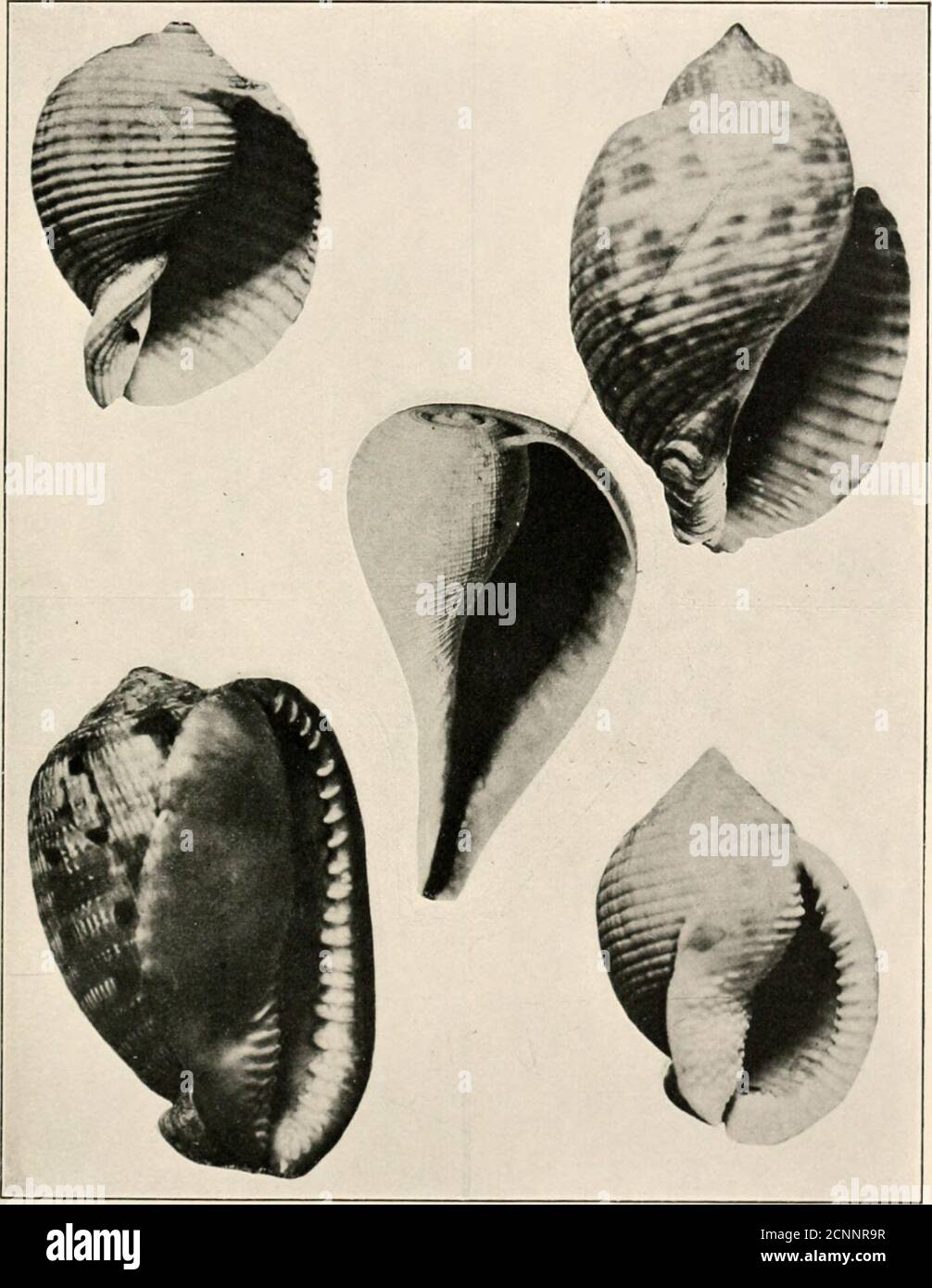 Shell specimens labeled hi-res stock photography and images - Alamy