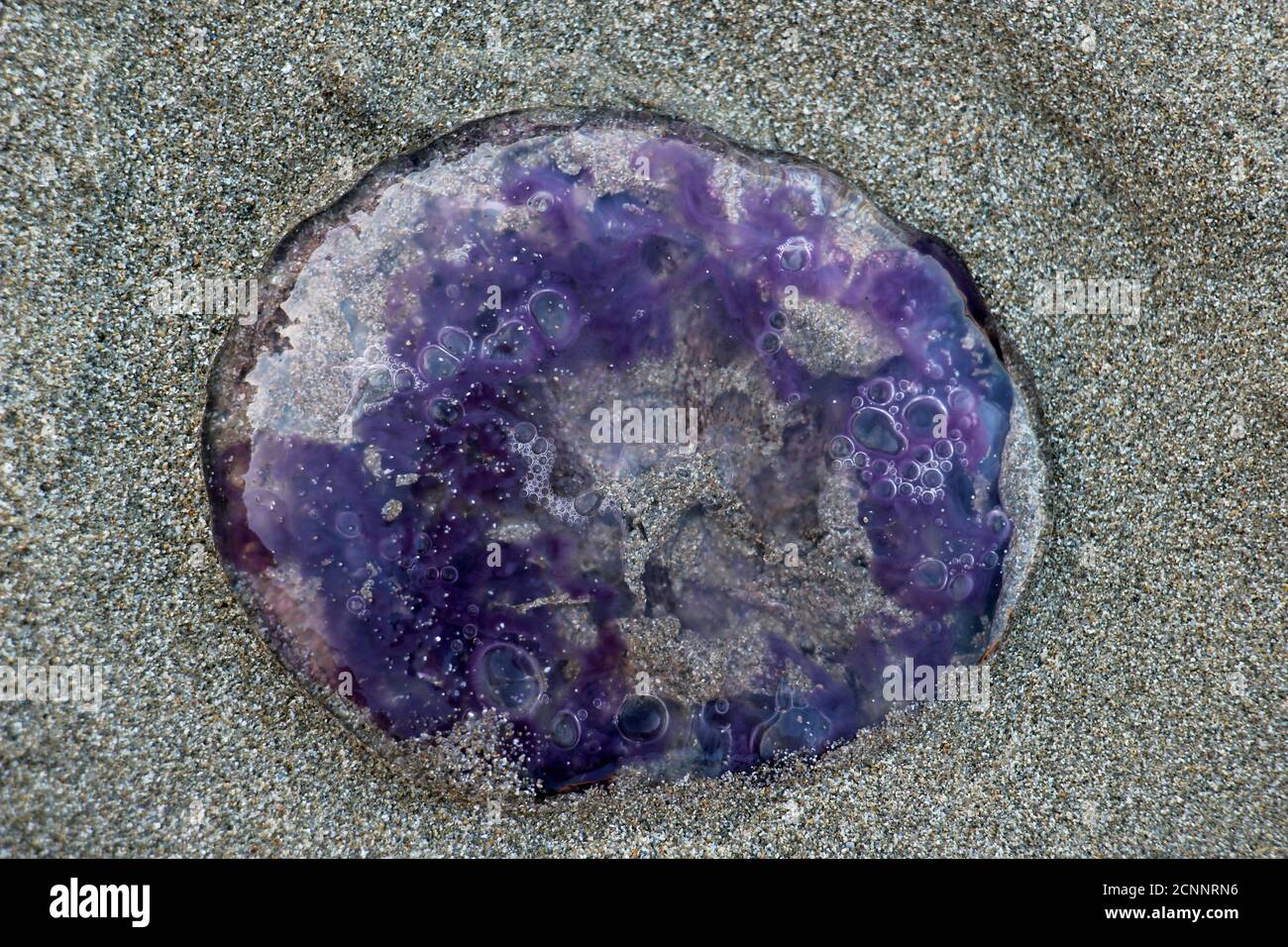 Scheibenqualle hi-res stock photography and images - Alamy