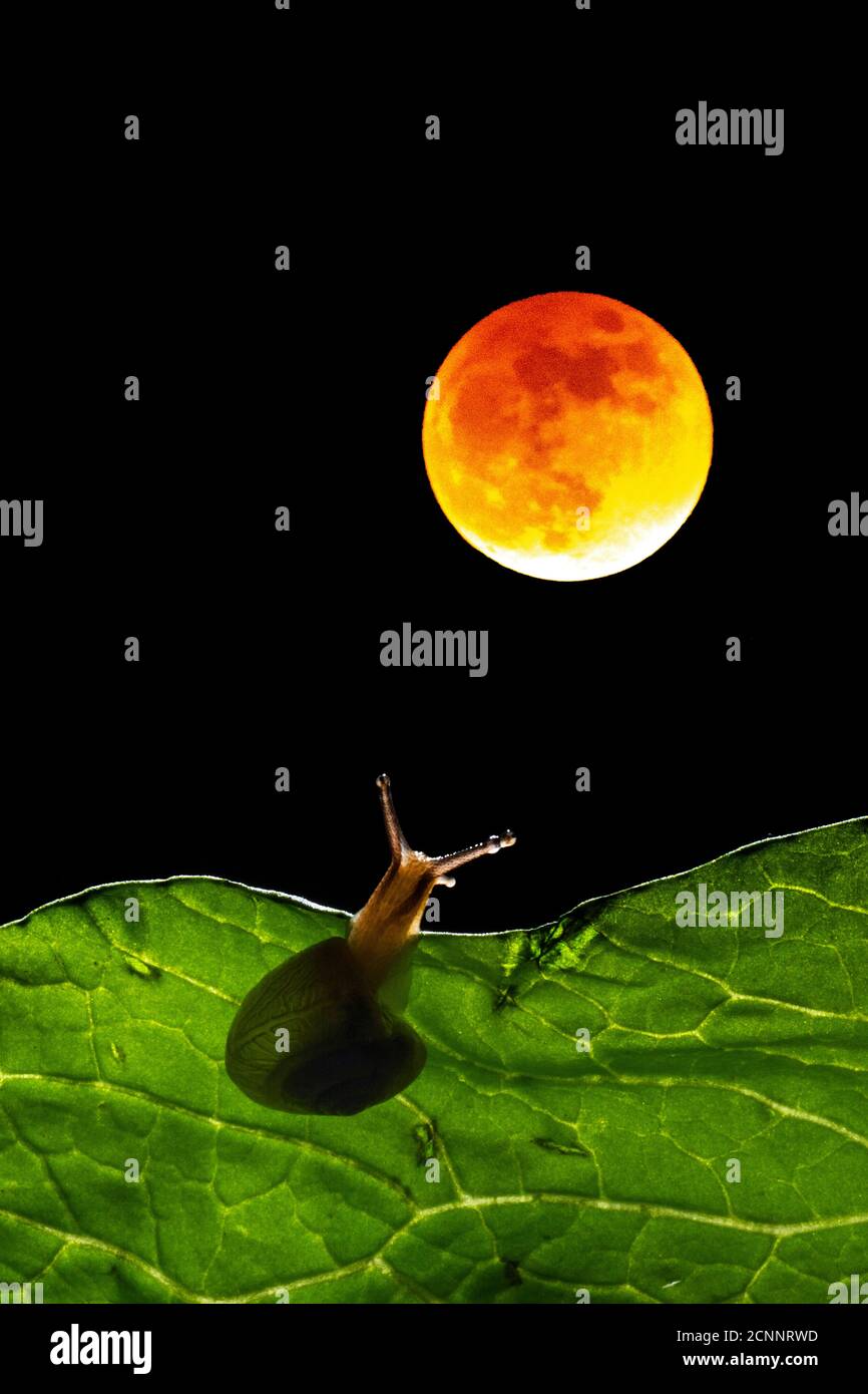 Animals in moonlight hi-res stock photography and images - Alamy