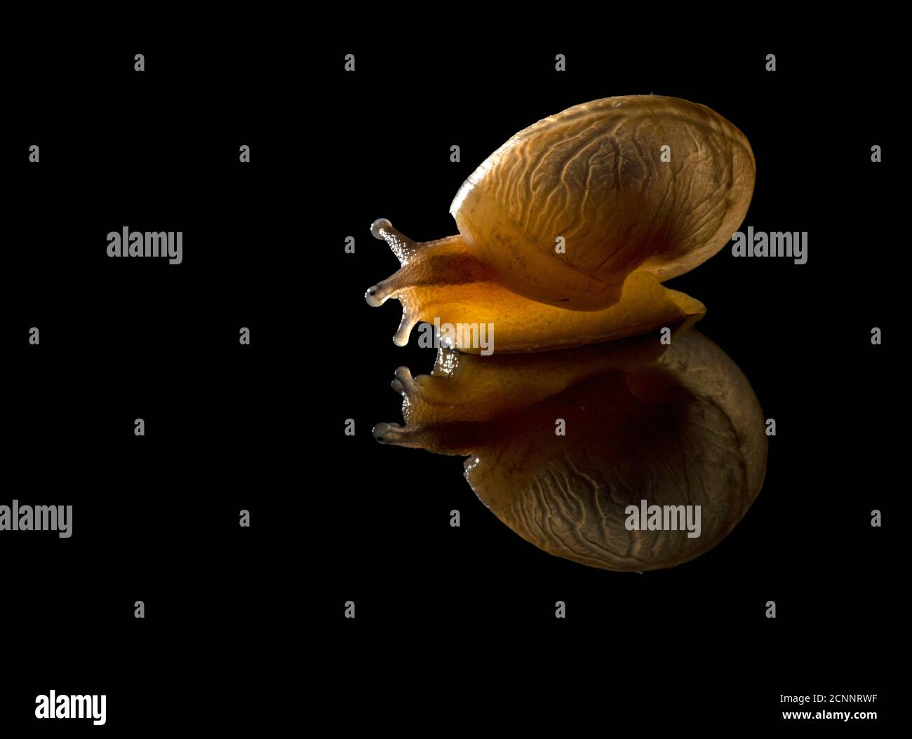 Reflection of a snail on a black background Stock Photo - Alamy